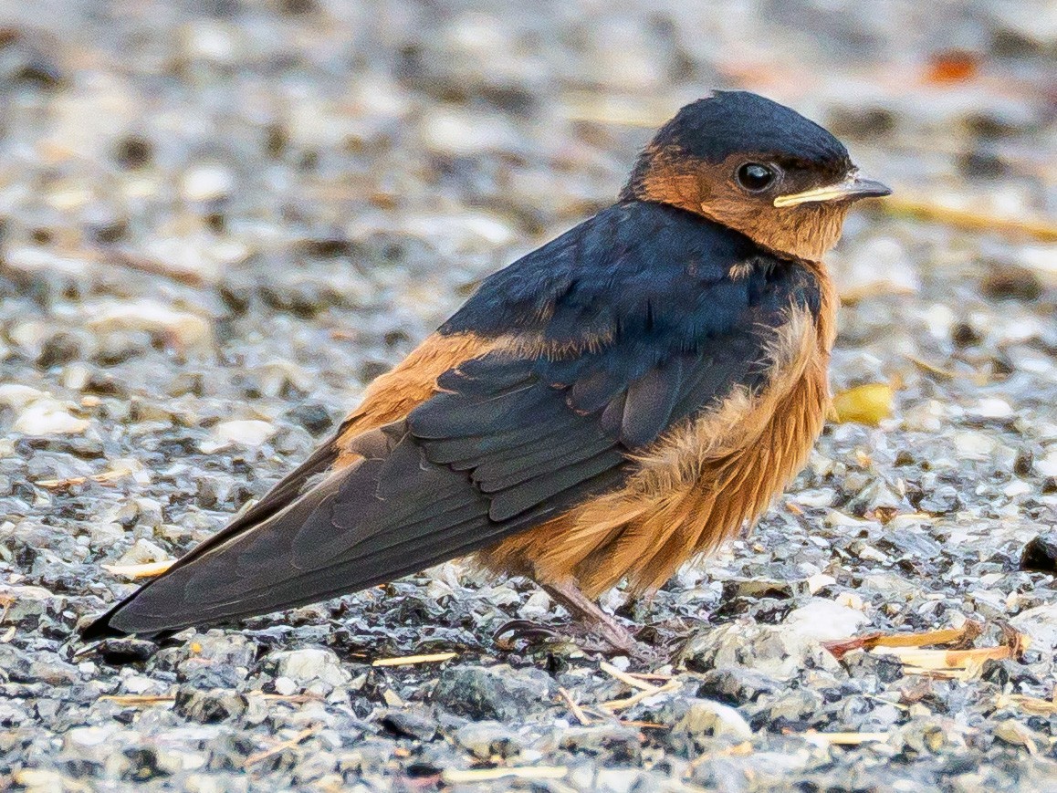 Rufous-bellied Swallow - eBird