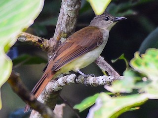 Puff-backed Bulbul - eBird