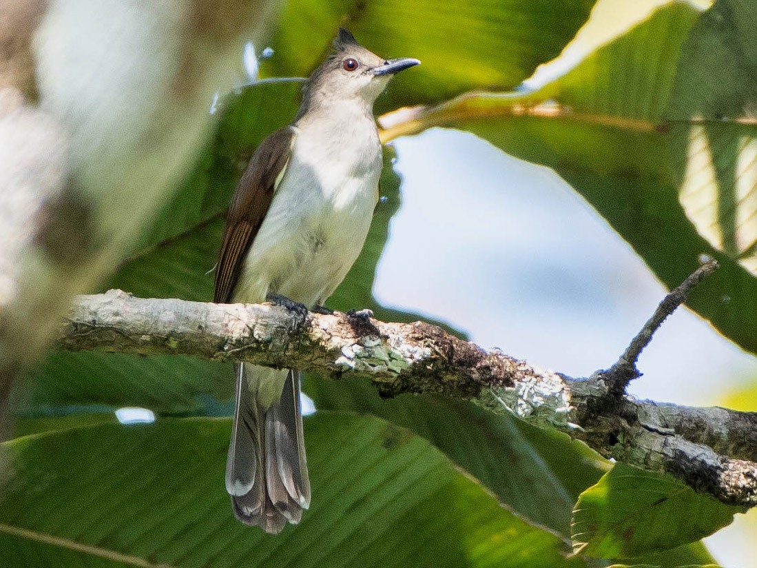 Puff-backed Bulbul - eBird