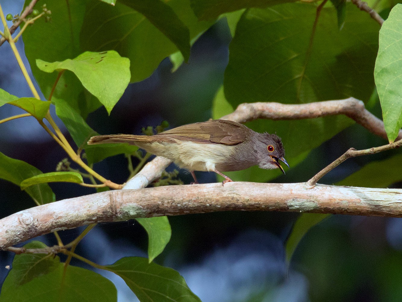 spectacled bulbul - eBird