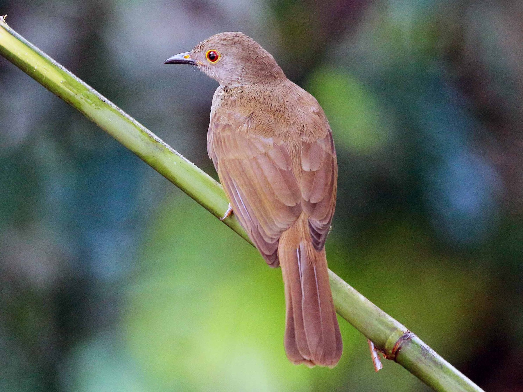 Spectacled Bulbul - eBird