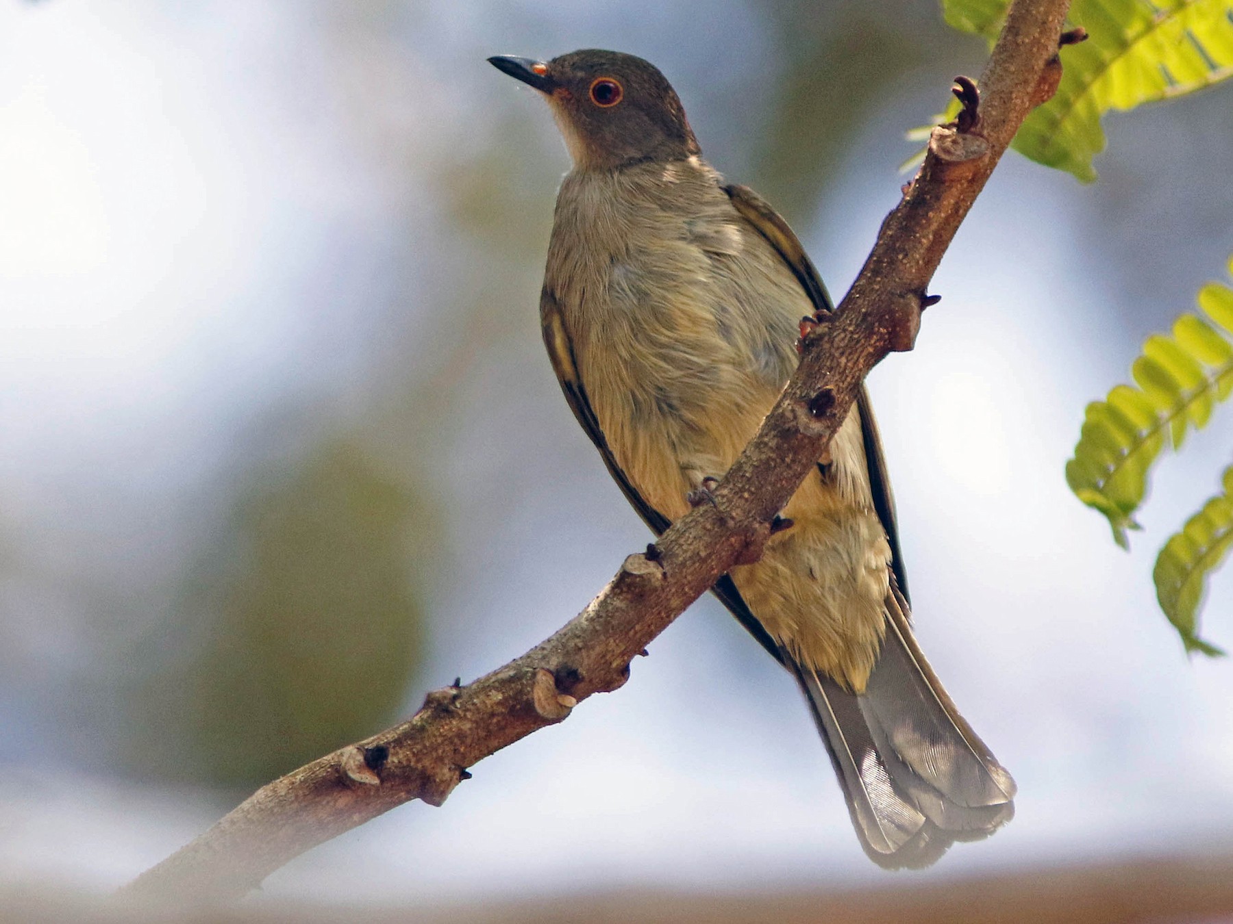 Spectacled Bulbul - eBird