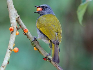 Gray-bellied Bulbul - eBird