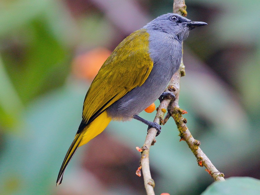 Gray-bellied Bulbul - eBird