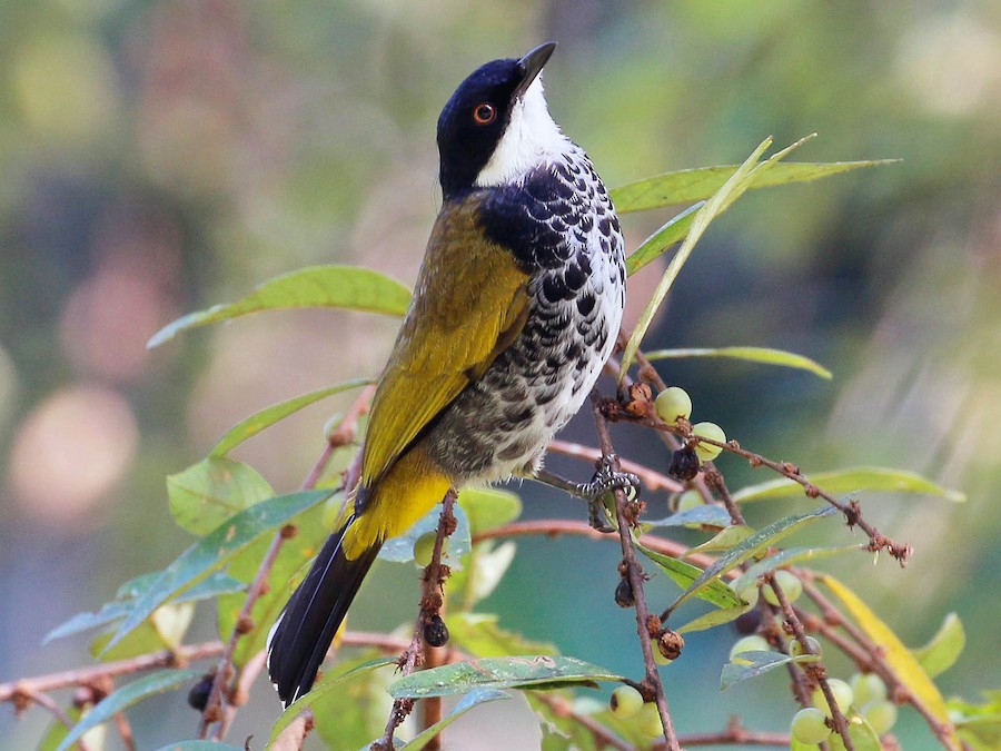 Scaly-breasted Bulbul - eBird