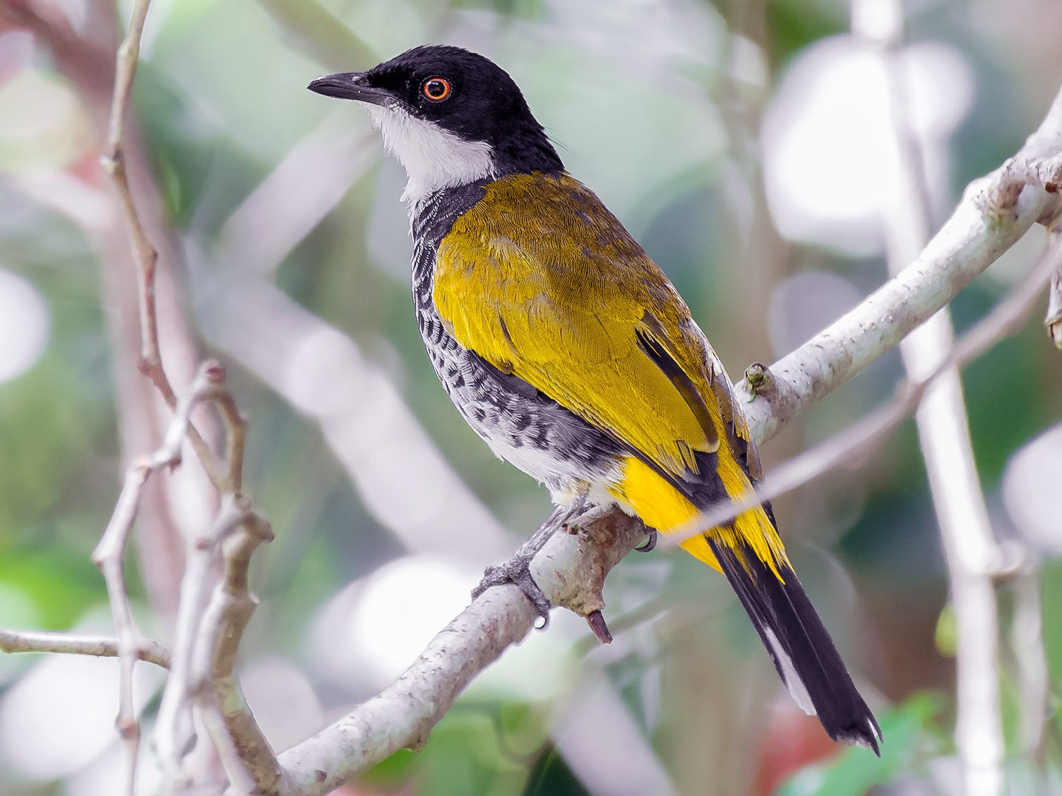 Bulbul Escamoso - eBird