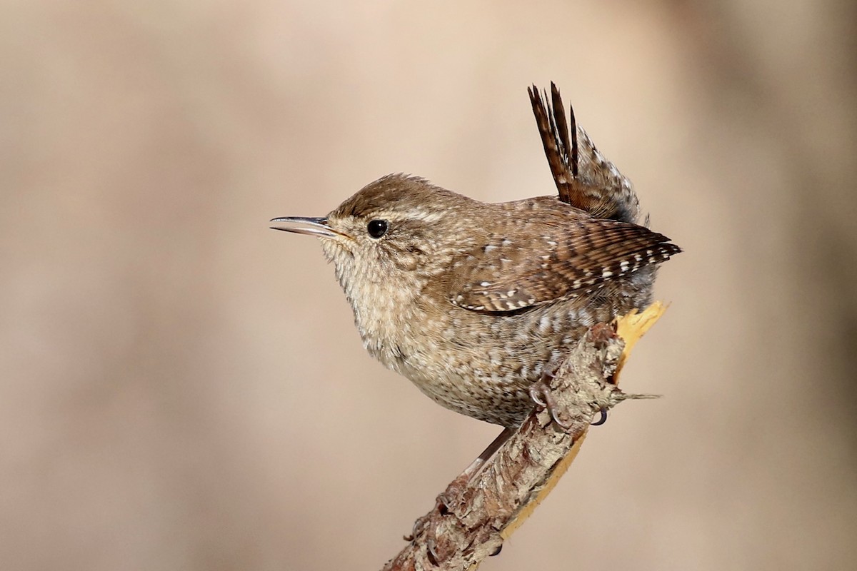 eBird Checklist - 8 Apr 2020 - Errol, private yards - 20 species