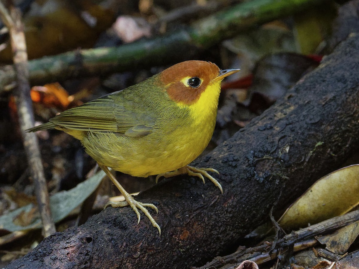 Chestnut-headed Tesia - Cettia castaneocoronata - Birds of the World