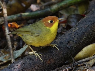 Chestnut-headed Tesia - Cettia castaneocoronata - Birds of the World