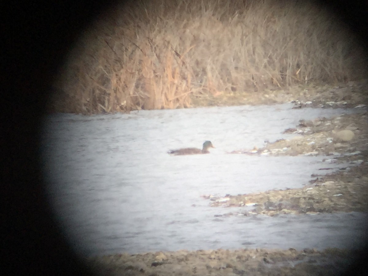 eBird Checklist - 19 Dec 2015 - Morrisburg--Ault Island - 8 species (+2 ...