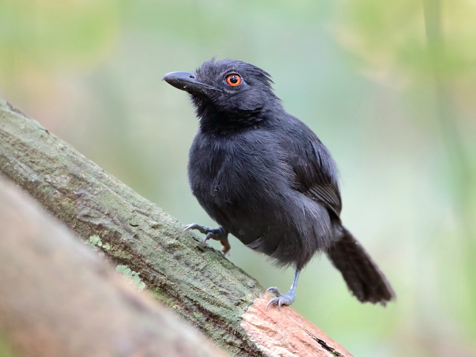 Batará Gorjinegro - eBird
