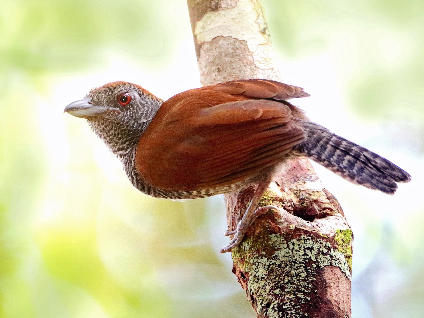 Batara à gorge noire - eBird