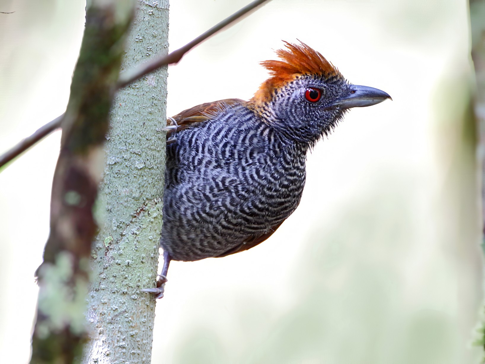 Batara à gorge noire - eBird