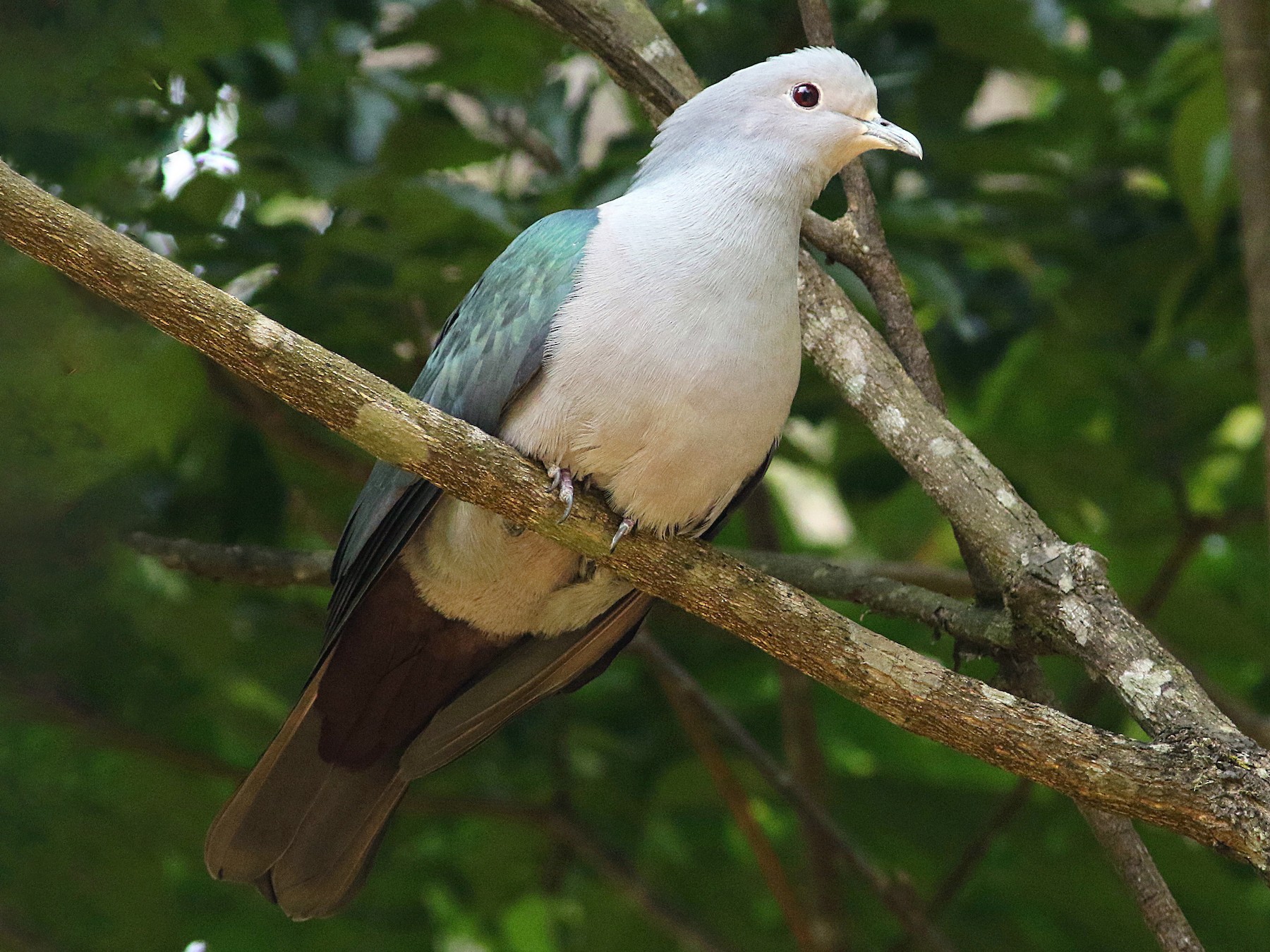 Green Imperial-Pigeon - eBird