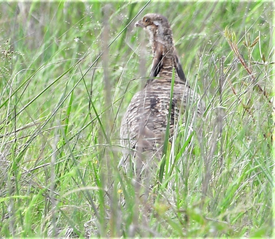 eBird Checklist - 10 Apr 2020 - Attwater Prairie Chicken NWR (CTC 004 ...
