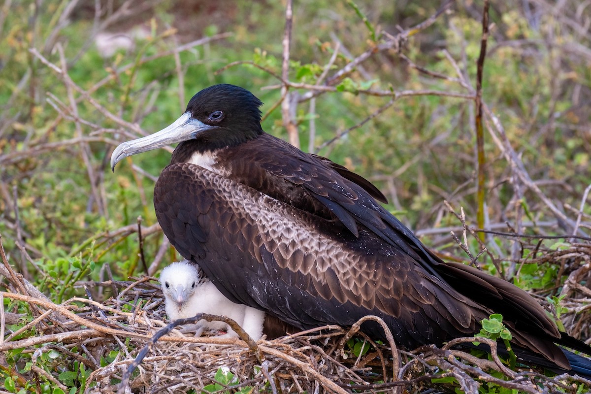 ML222400251 - Great Frigatebird - Macaulay Library