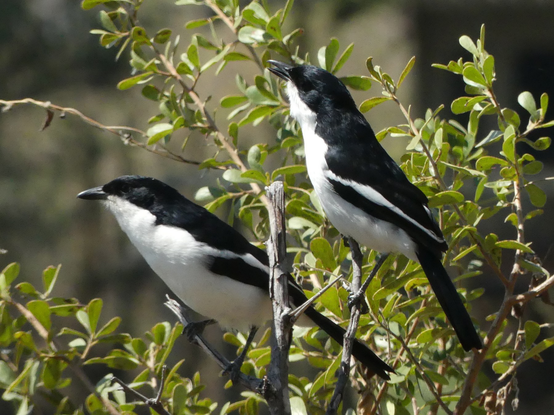 Gabon Boubou - eBird