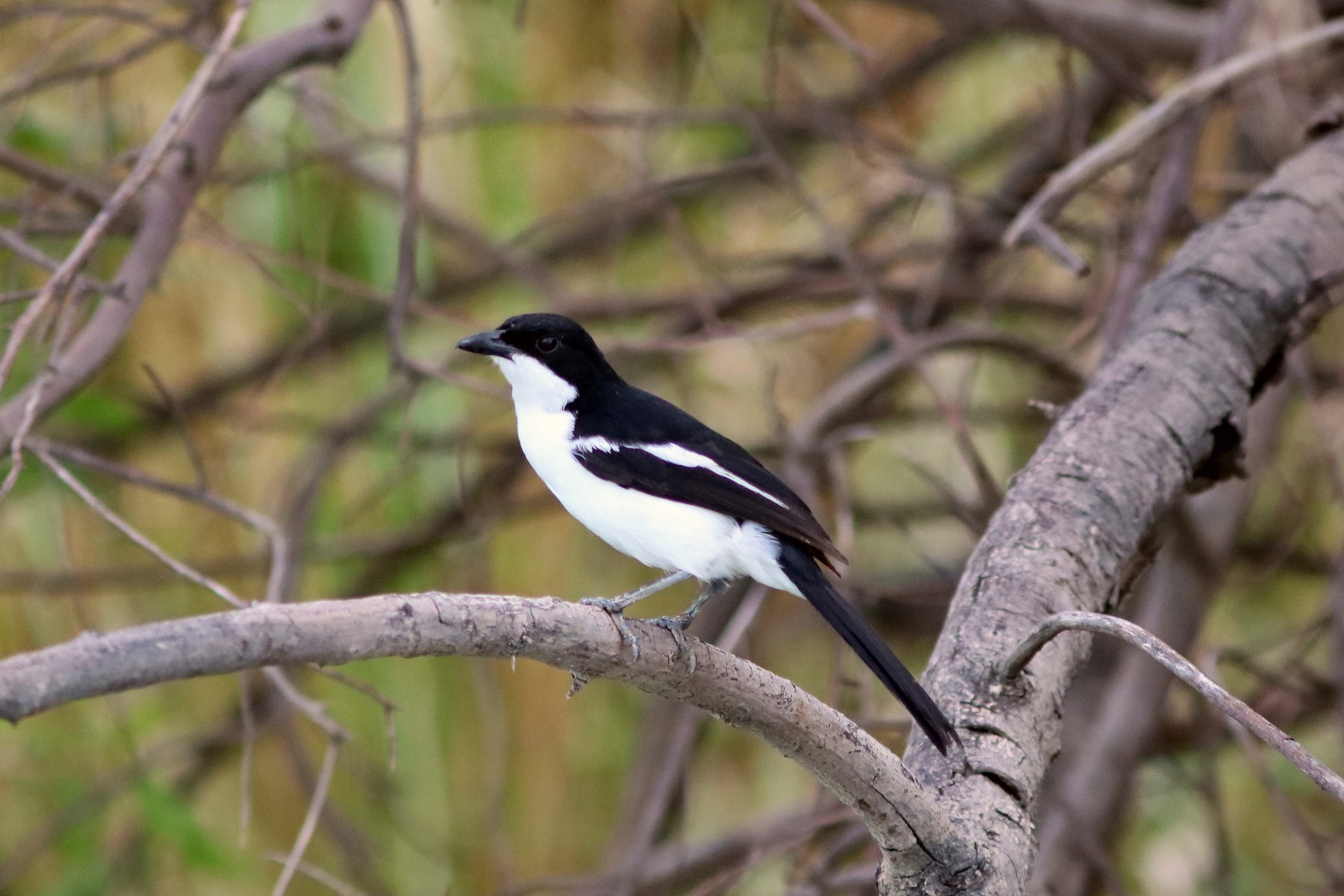Gabon Boubou - eBird