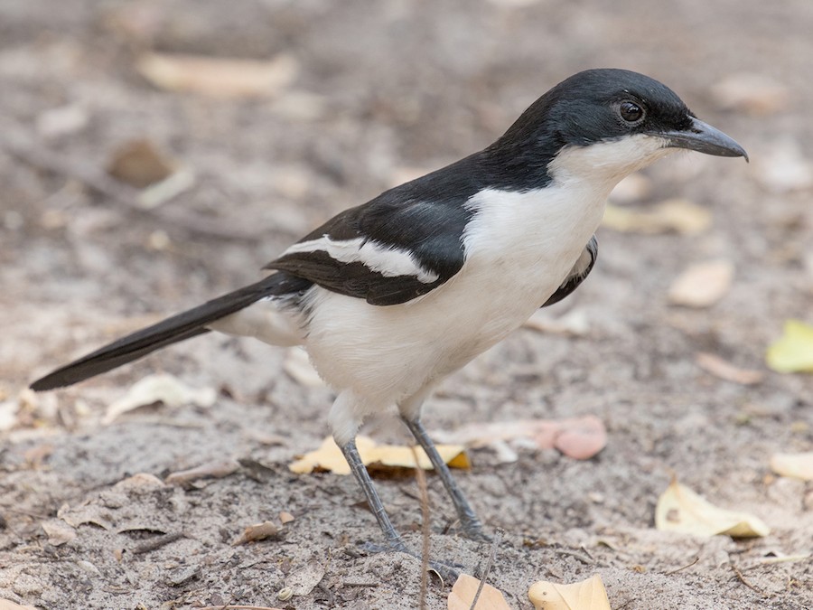 Swamp Boubou - eBird