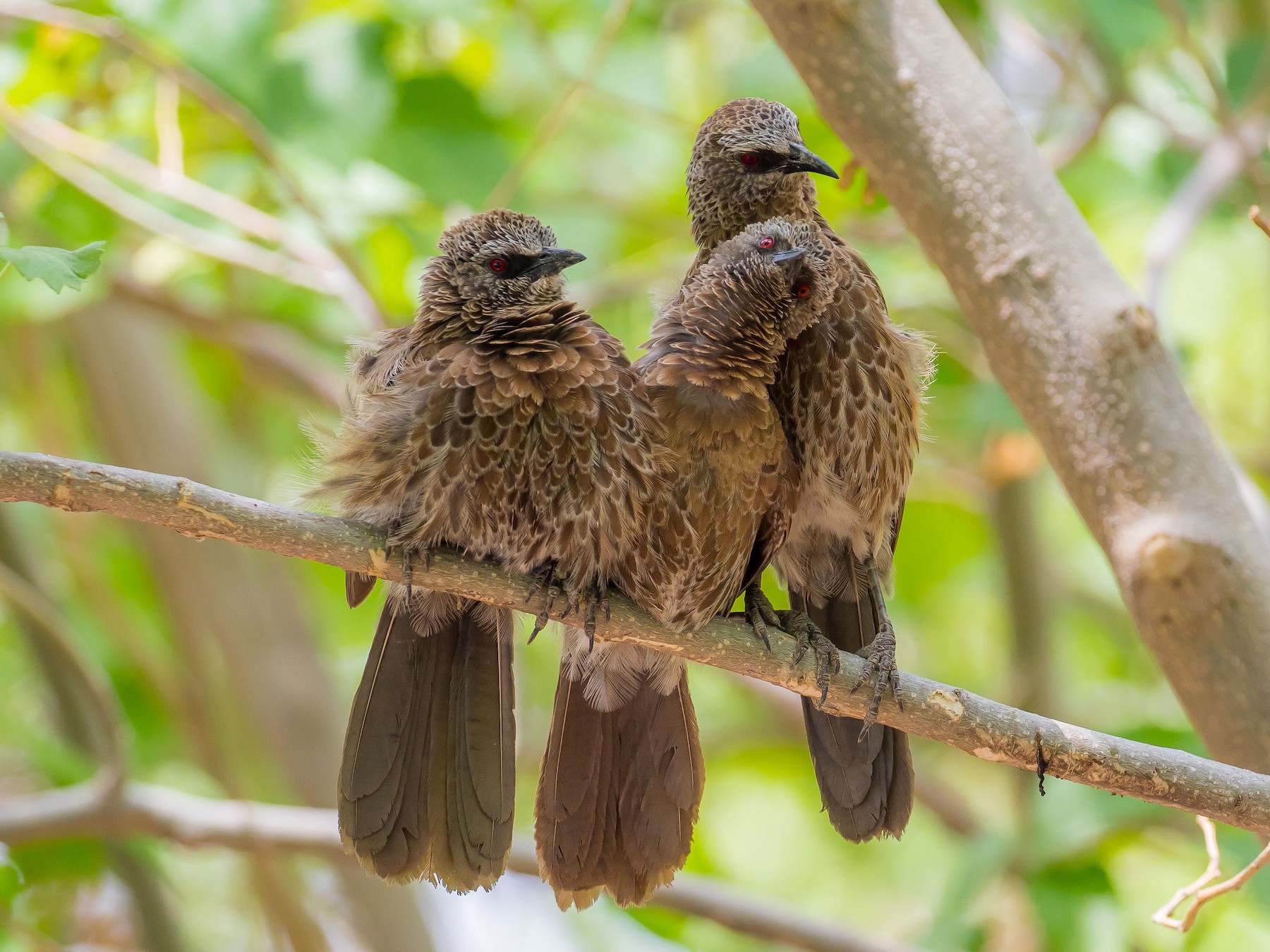 Hartlaub's Babbler - Mass Audubon eBird