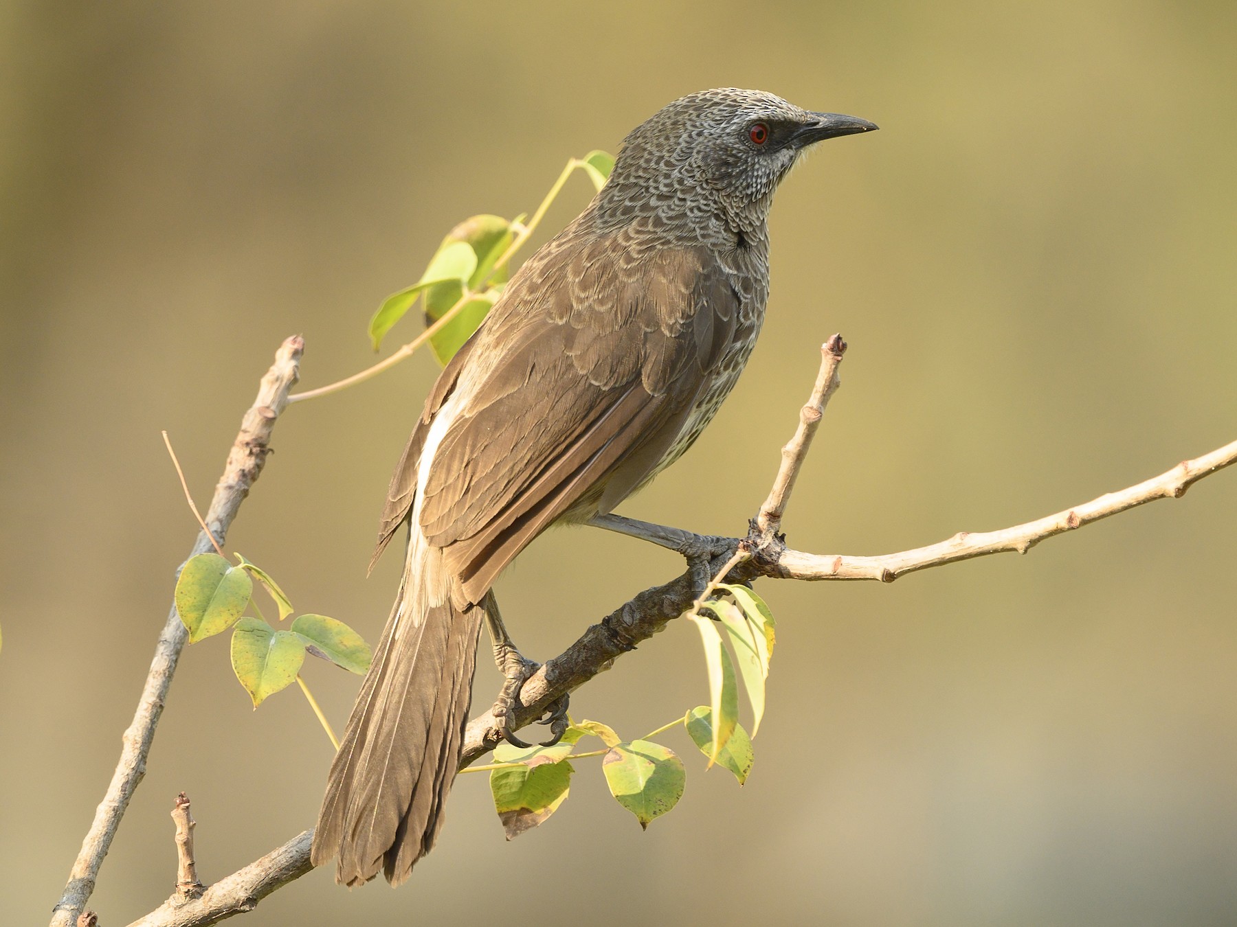 Hartlaub's Babbler - eBird