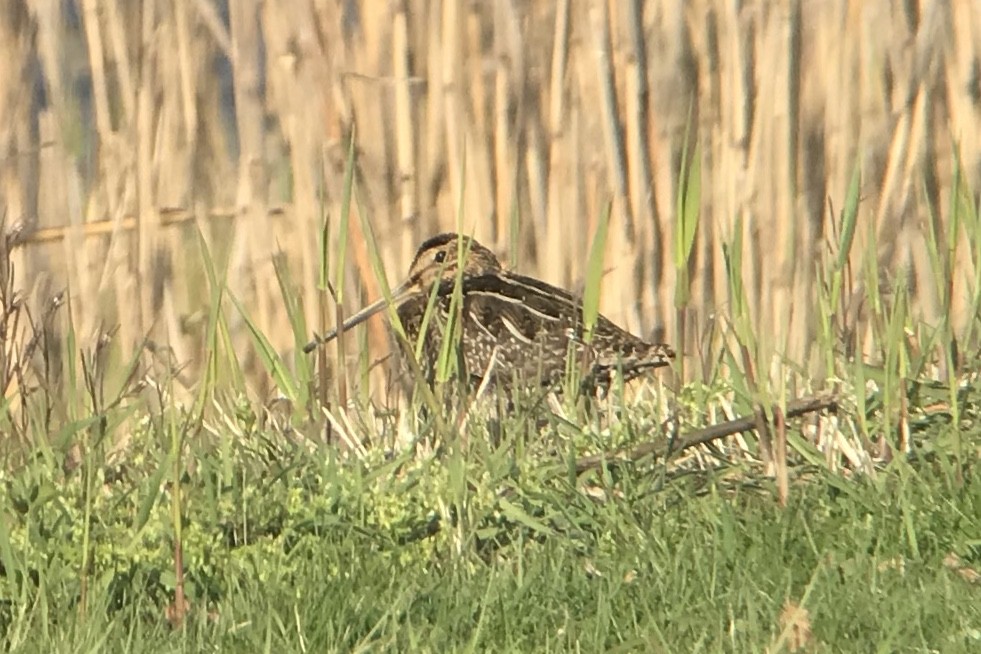 Common/Wilson's Snipe - eBird