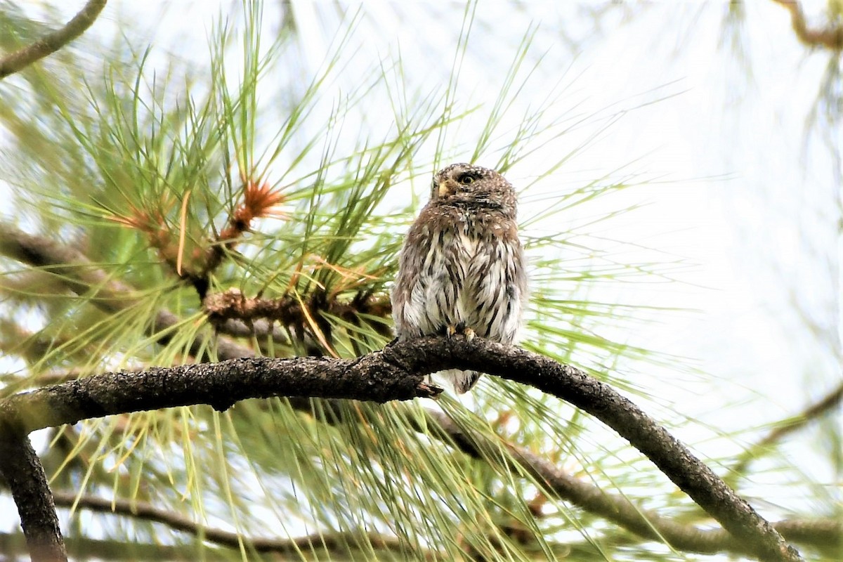 eBird Checklist - 6 Aug 2019 - Prescott National Forest, Prescott US-AZ ...