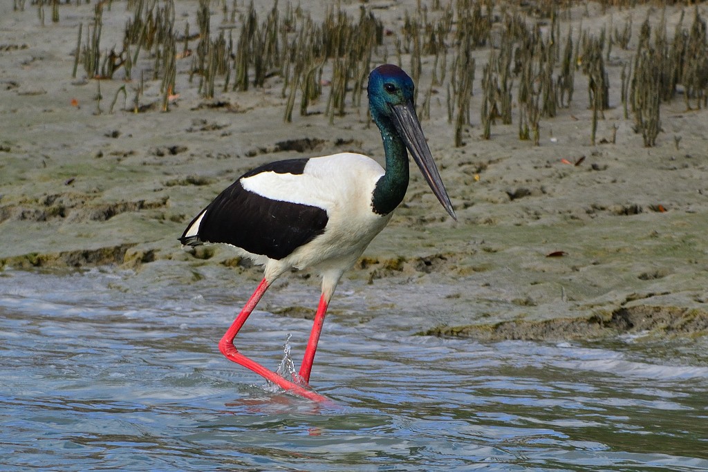 eBird Checklist - 18 Jun 2016 - Karumba Ferryman Cruise - 13 species