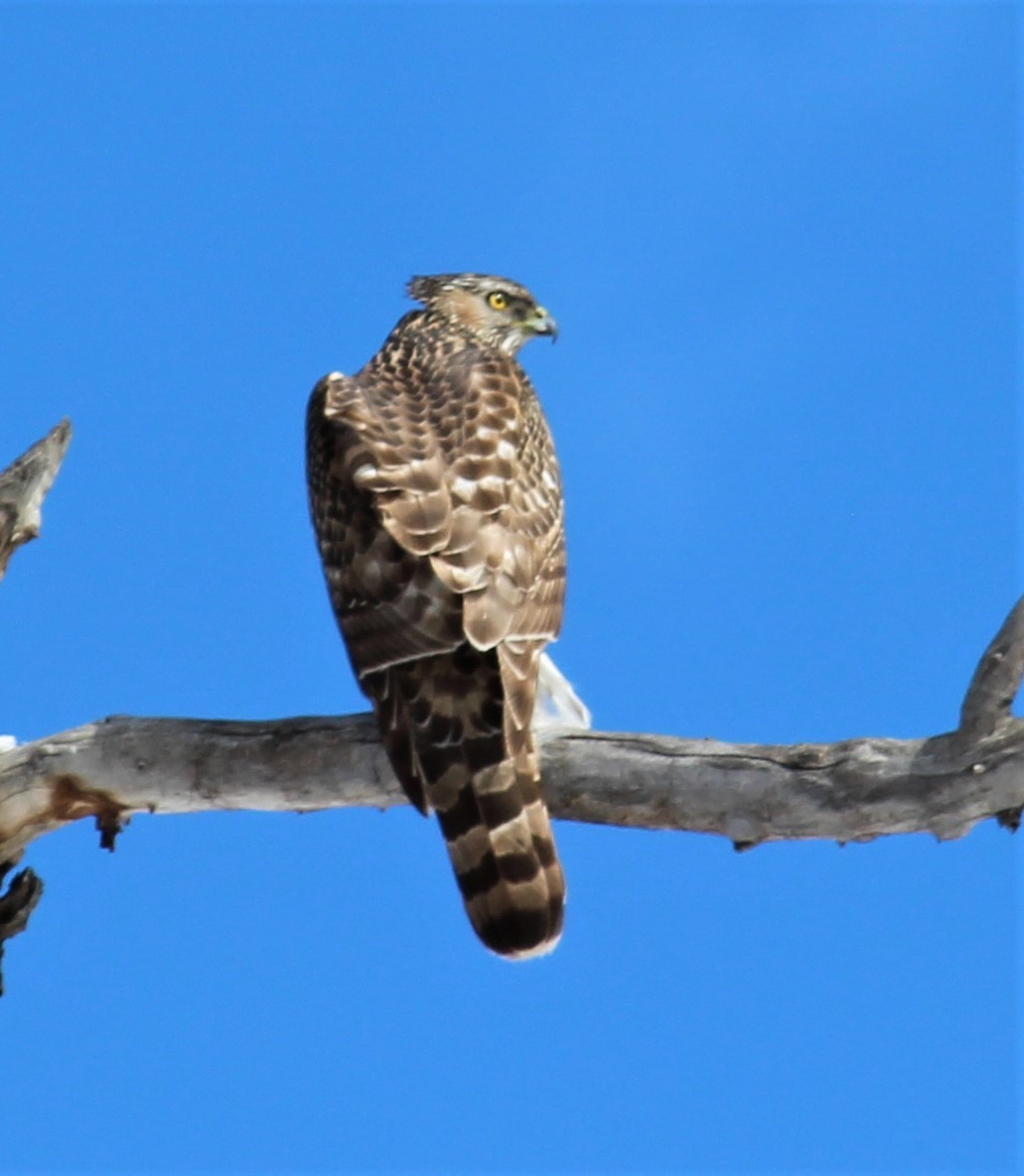 eBird Checklist - 10 Apr 2020 - Calgary--Inglewood Bird Sanctuary - 22 ...