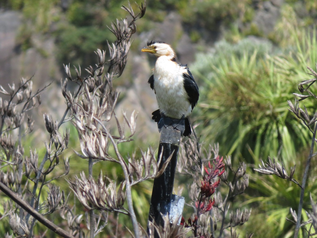 New Zealand Bird Atlas Checklist - 4 Dec 2019 - Auckland--Maungarei ...