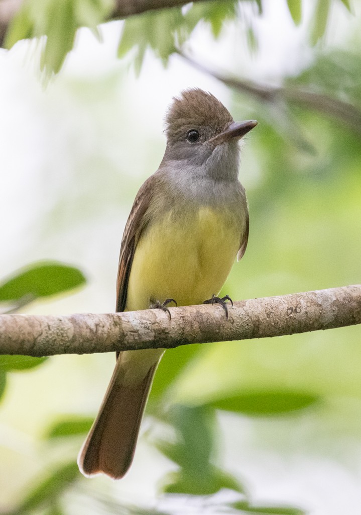 ML222825131 - Great Crested Flycatcher - Macaulay Library