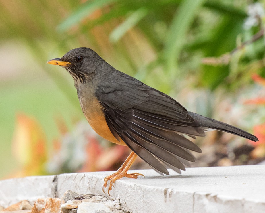 eBird Checklist - 11 Apr 2020 - Piesang Valley and Estuary - 75 species