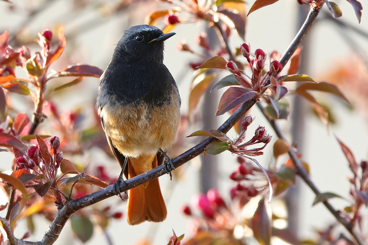 Common x Black Redstart (hybrid) - eBird