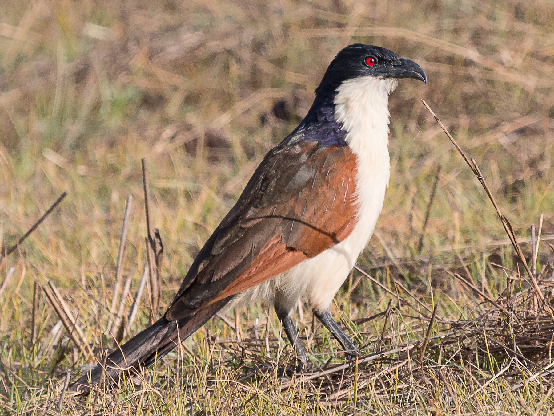 Coppery-tailed Coucal - eBird