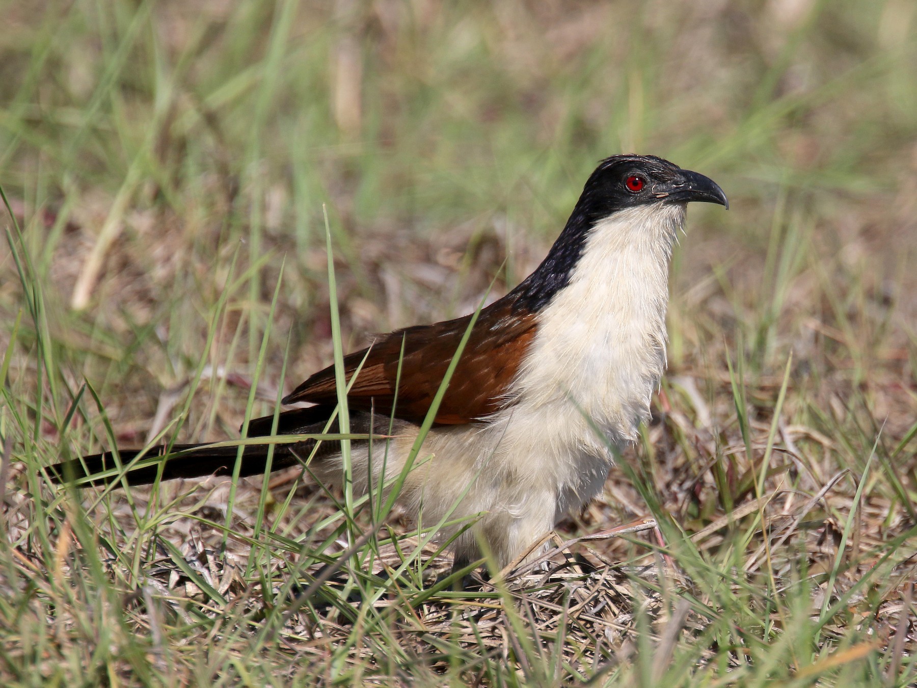 Coppery-tailed Coucal - eBird