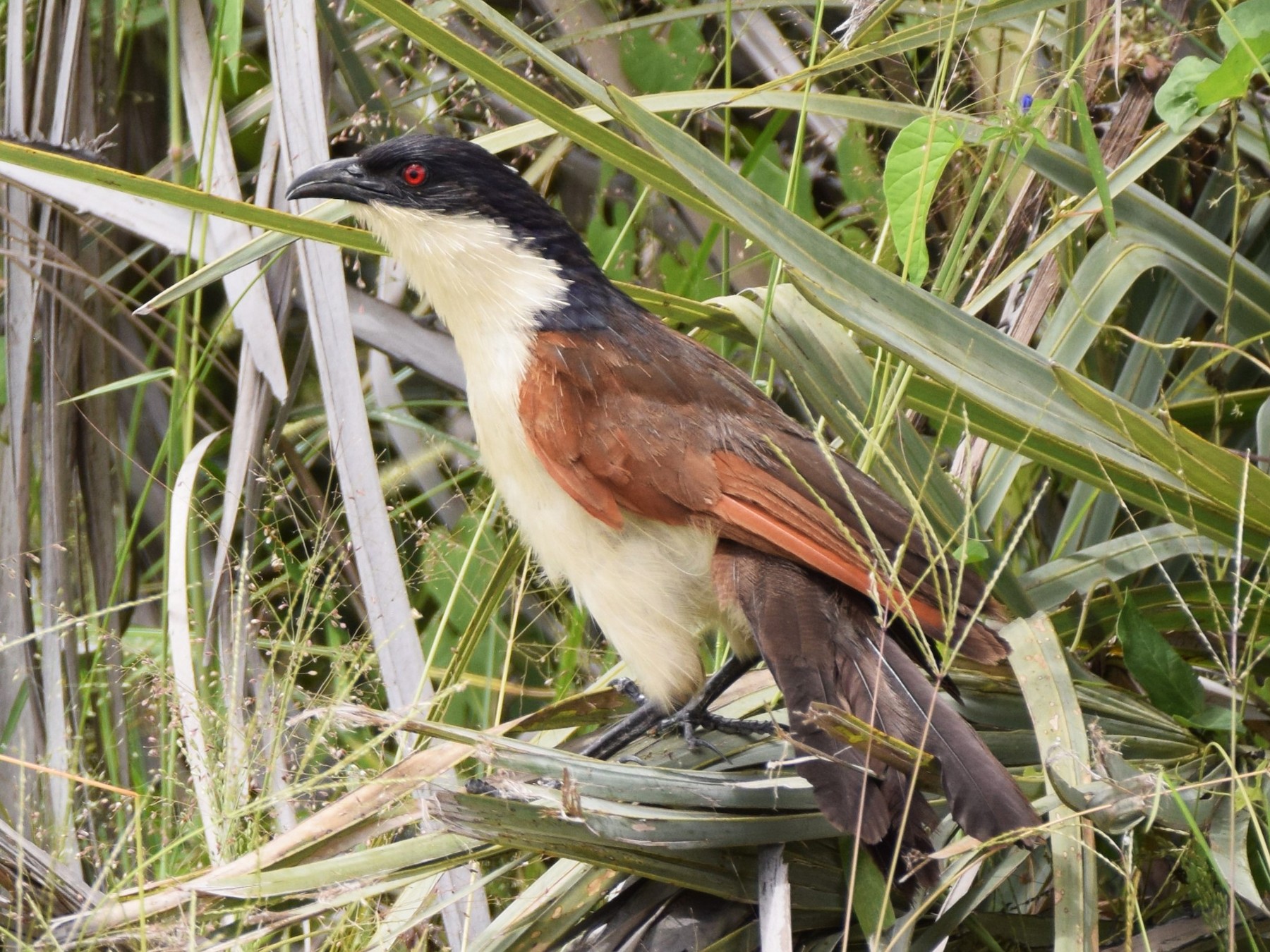 Coppery-tailed Coucal - eBird