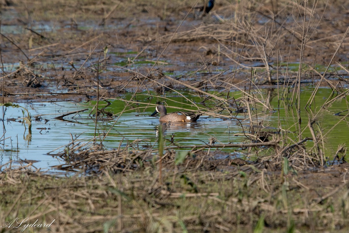 eBird Checklist - 11 Apr 2020 - Tennessee NWR--Duck River Unit--Pool 7 ...