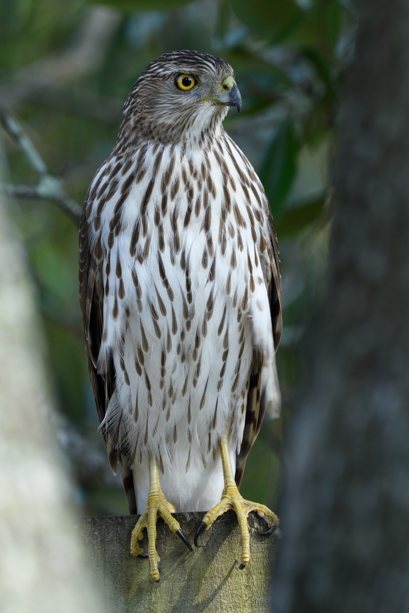eBird Checklist - 10 Apr 2020 - backyard - 15 species