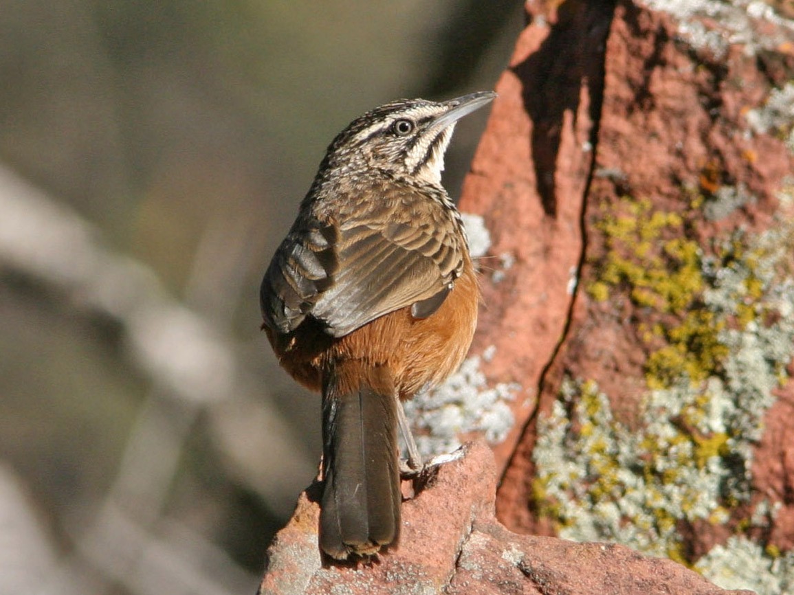 Rockrunner - eBird