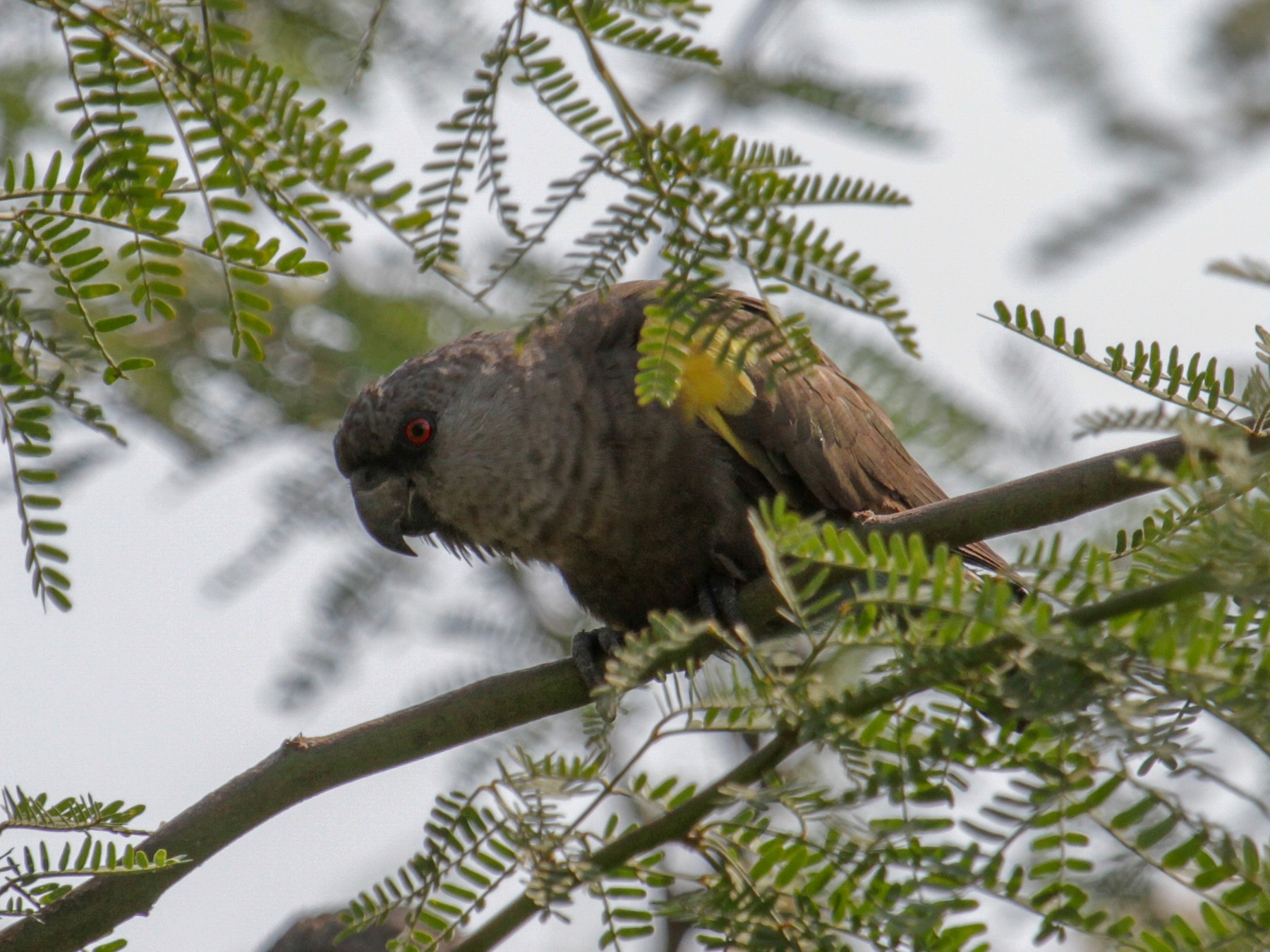 Rüppell's Parrot - eBird