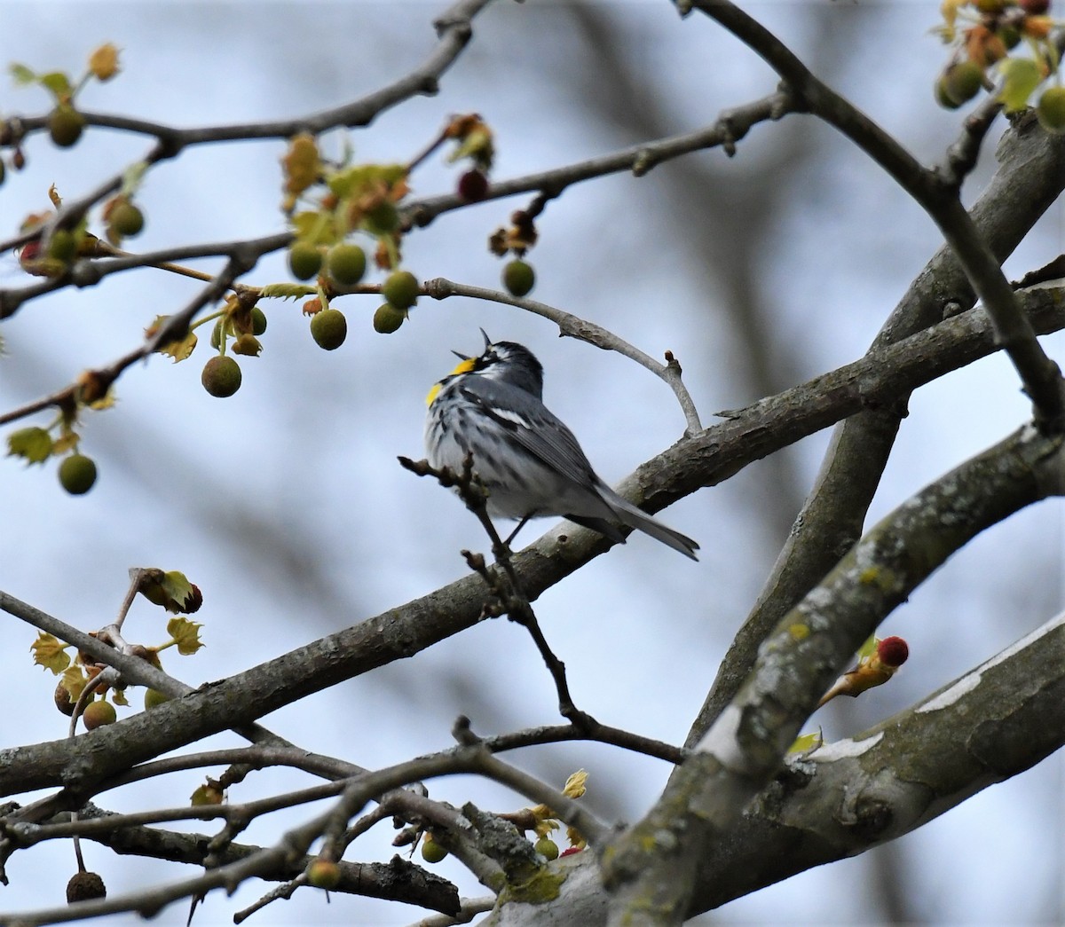 eBird Checklist - 12 Apr 2020 - Whitethorne Boat Ramp - 20 species