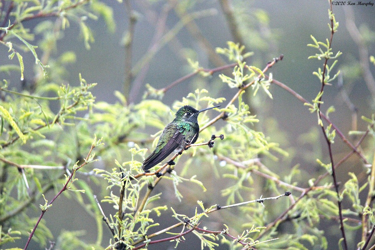 eBird Checklist - 11 Apr 2020 - Madera Canyon--Proctor Rd. - 17 species