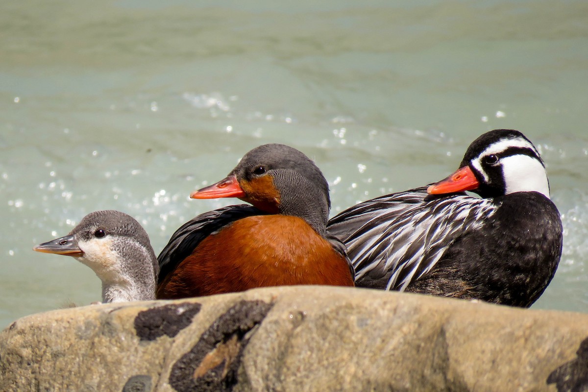 Historias desde el Campo: El Pato de Torrente y su conservación - eBird Argentina