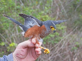 Chestnut-flanked Sparrowhawk - Accipiter castanilius - Birds of the World