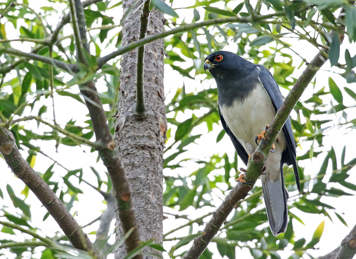 New Caledonian Goshawk - Tachyspiza haplochroa - Birds of the World