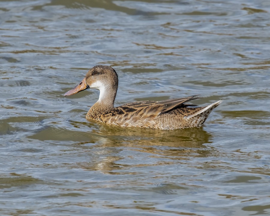 Mallard x White-cheeked Pintail (hybrid) - eBird