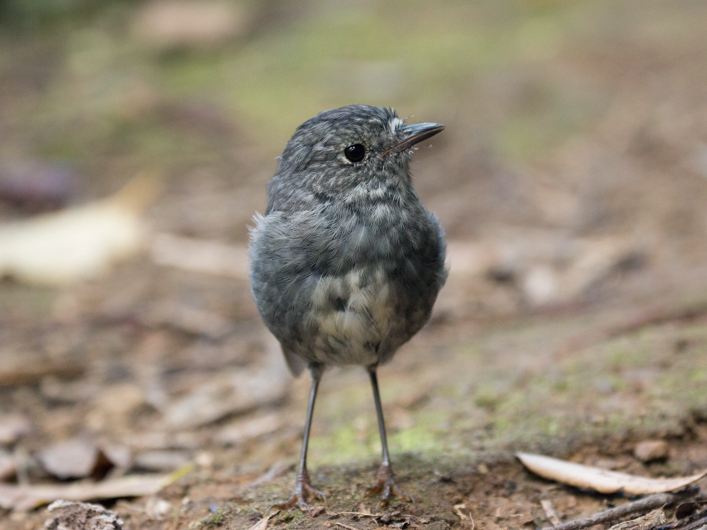 North Island Robin - eBird