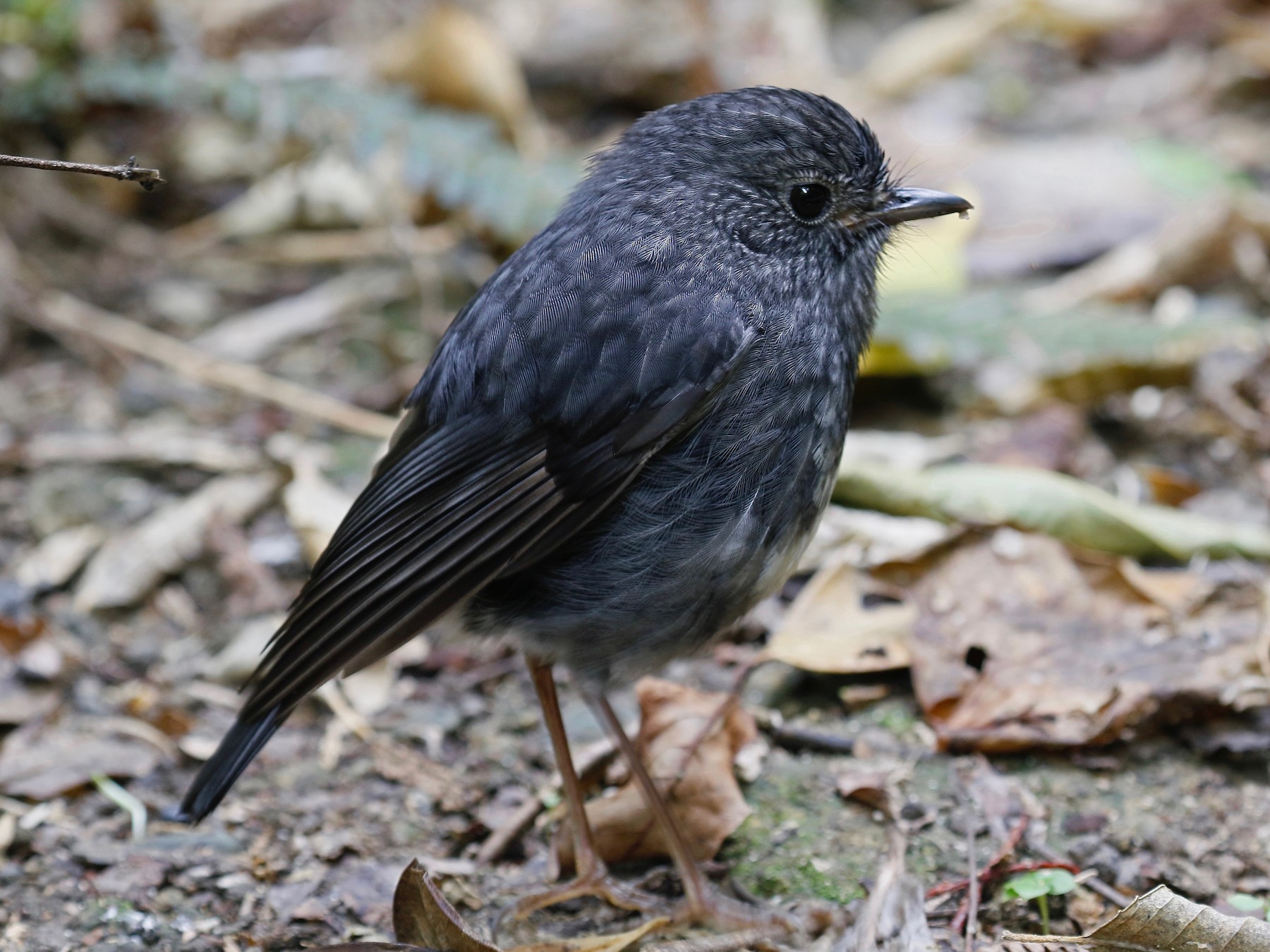 North Island Robin - eBird
