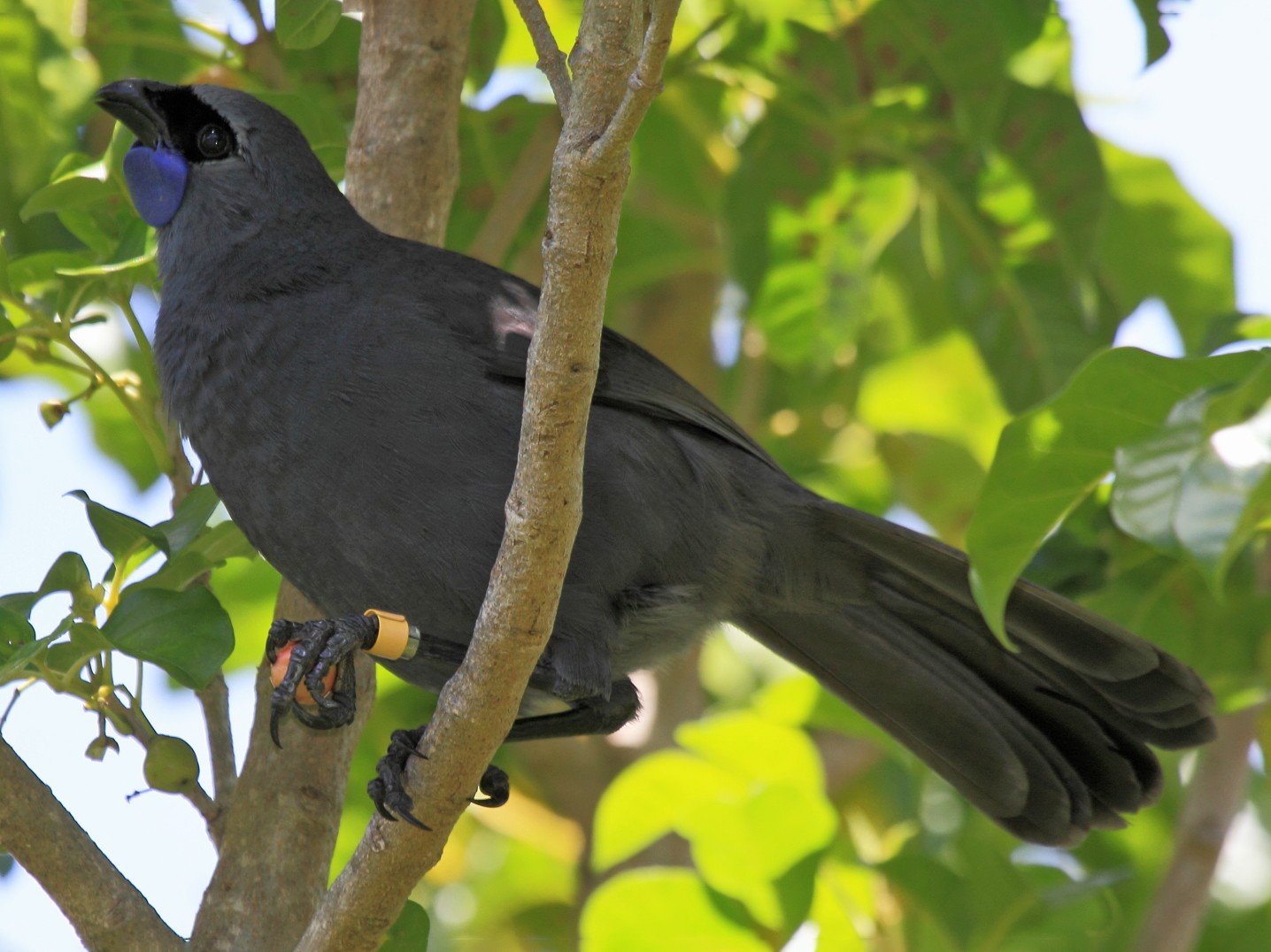 North Island Kokako - eBird