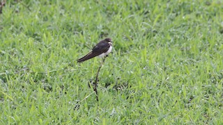 Gray-rumped Swallow - Pseudhirundo griseopyga - Birds of the World